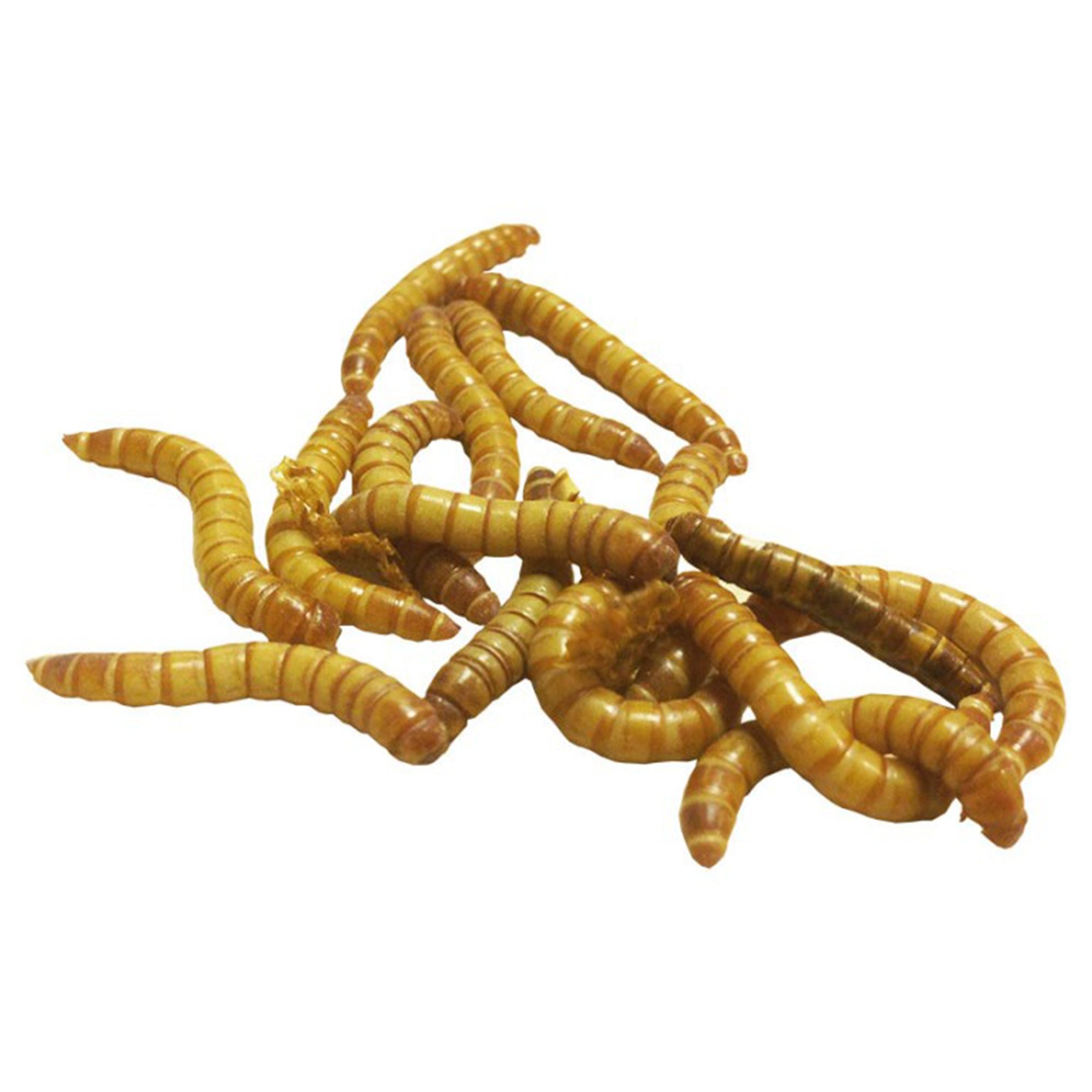 Live Mealworms - Regular – Tropical Exotics