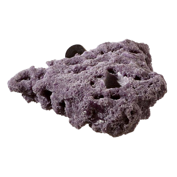 Reef Rax: Purple Nano Shelf Single Magnetic Frag Rack – Tropical Exotics