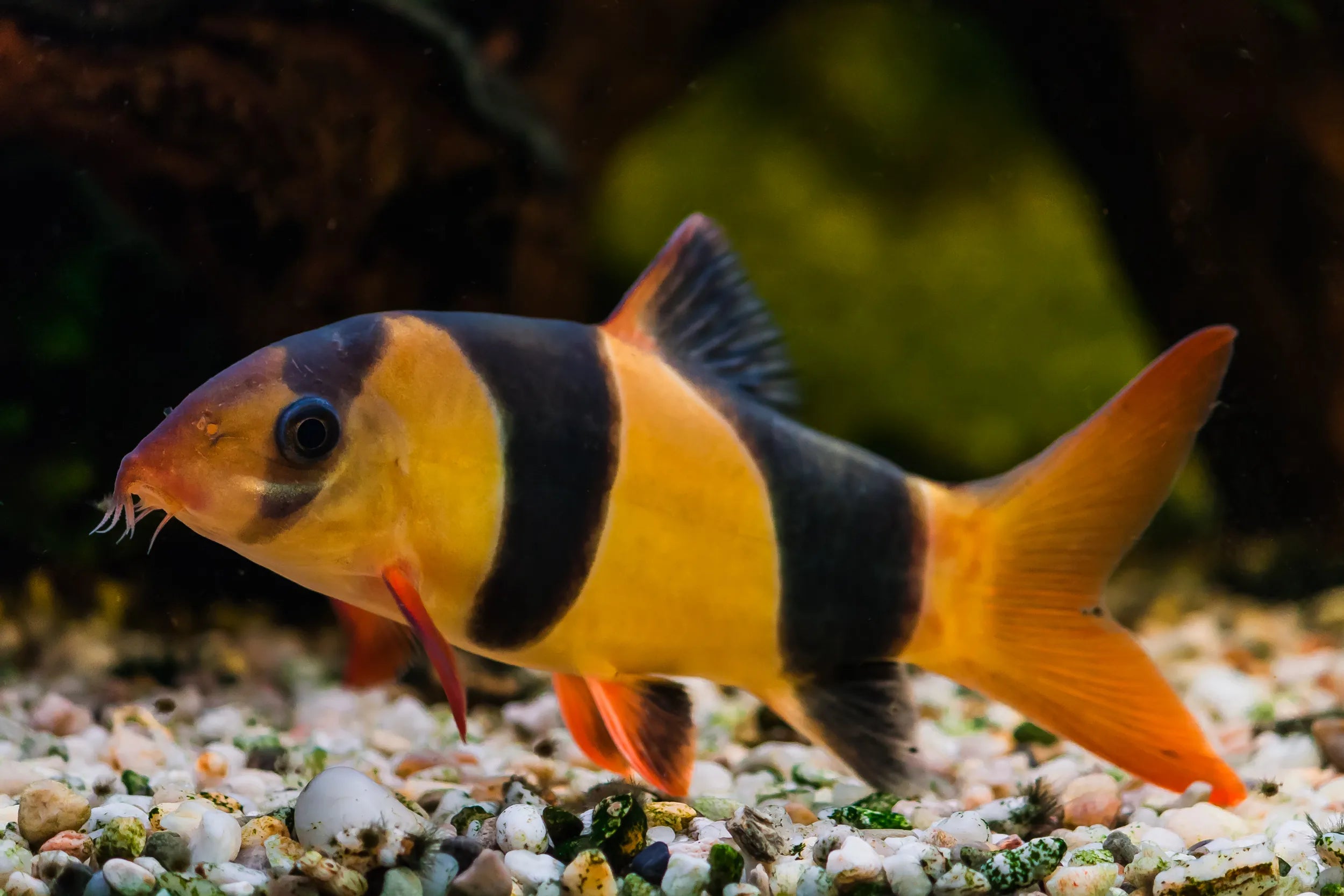 Clown Loach – Tropical Exotics