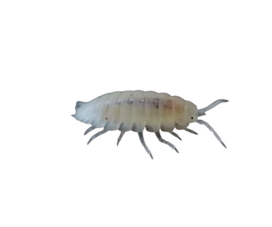 Dwarf White Isopod Culture – Tropical Exotics