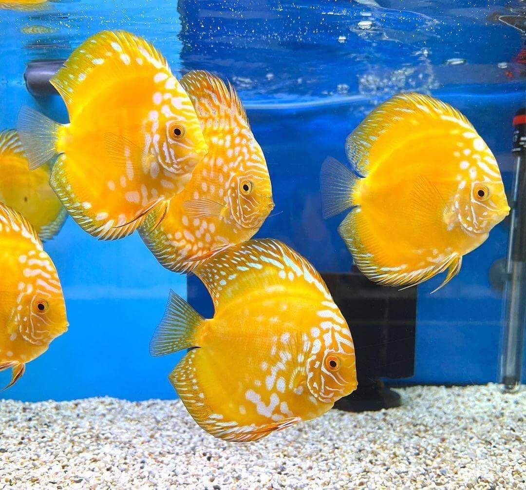 Discus: Yellow Panda – Tropical Exotics
