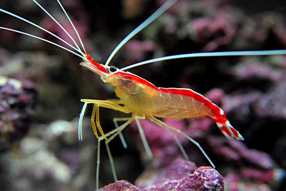 Shrimp: Scarlet Skunk Cleaner – Tropical Exotics