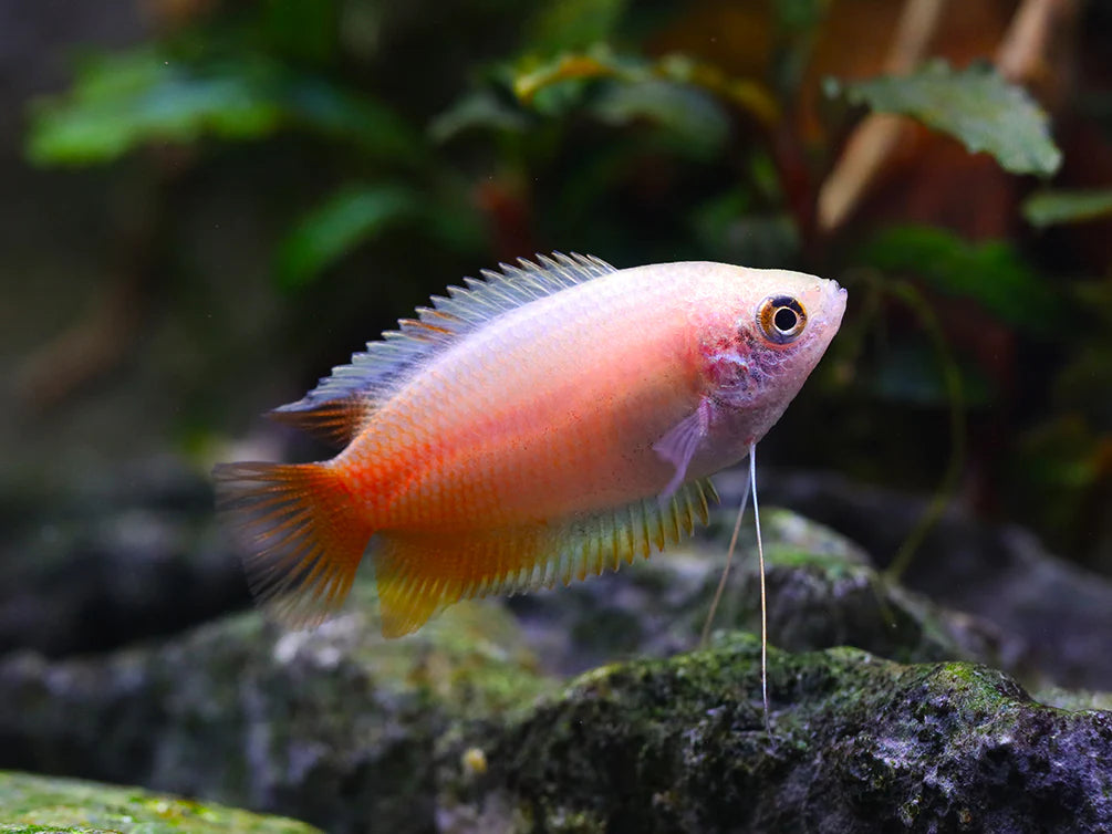 Red Honey Dwarf Gourami – Tropical Exotics