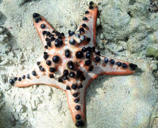 Starfish: Chocolate Chip – Tropical Exotics