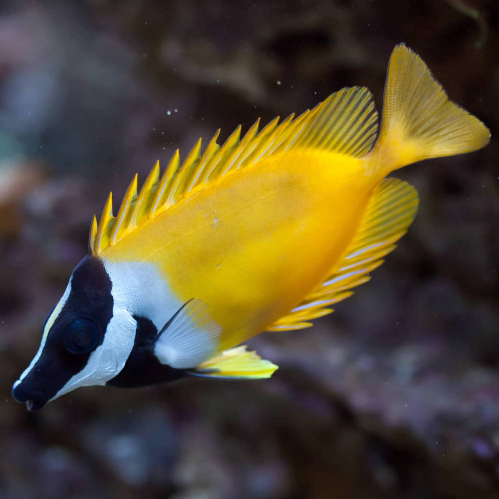 Foxface: Yellow – Tropical Exotics