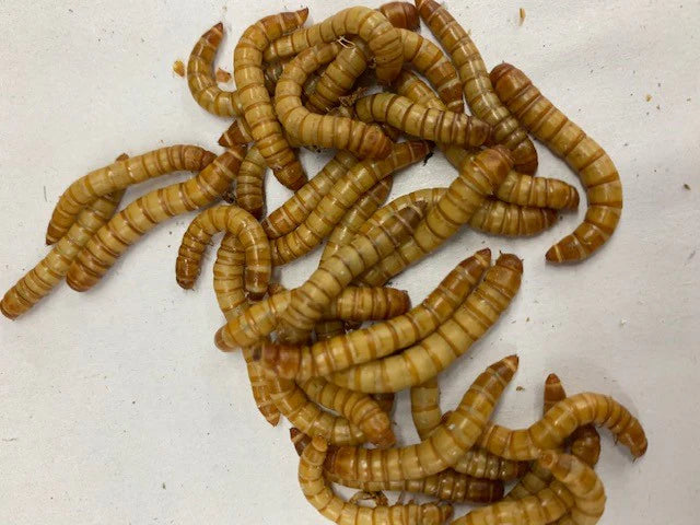 Live Mealworms - Giant – Tropical Exotics
