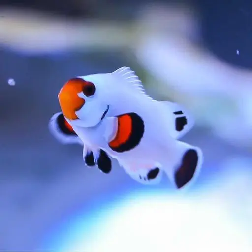 Flurry Clownfish – Tropical Exotics