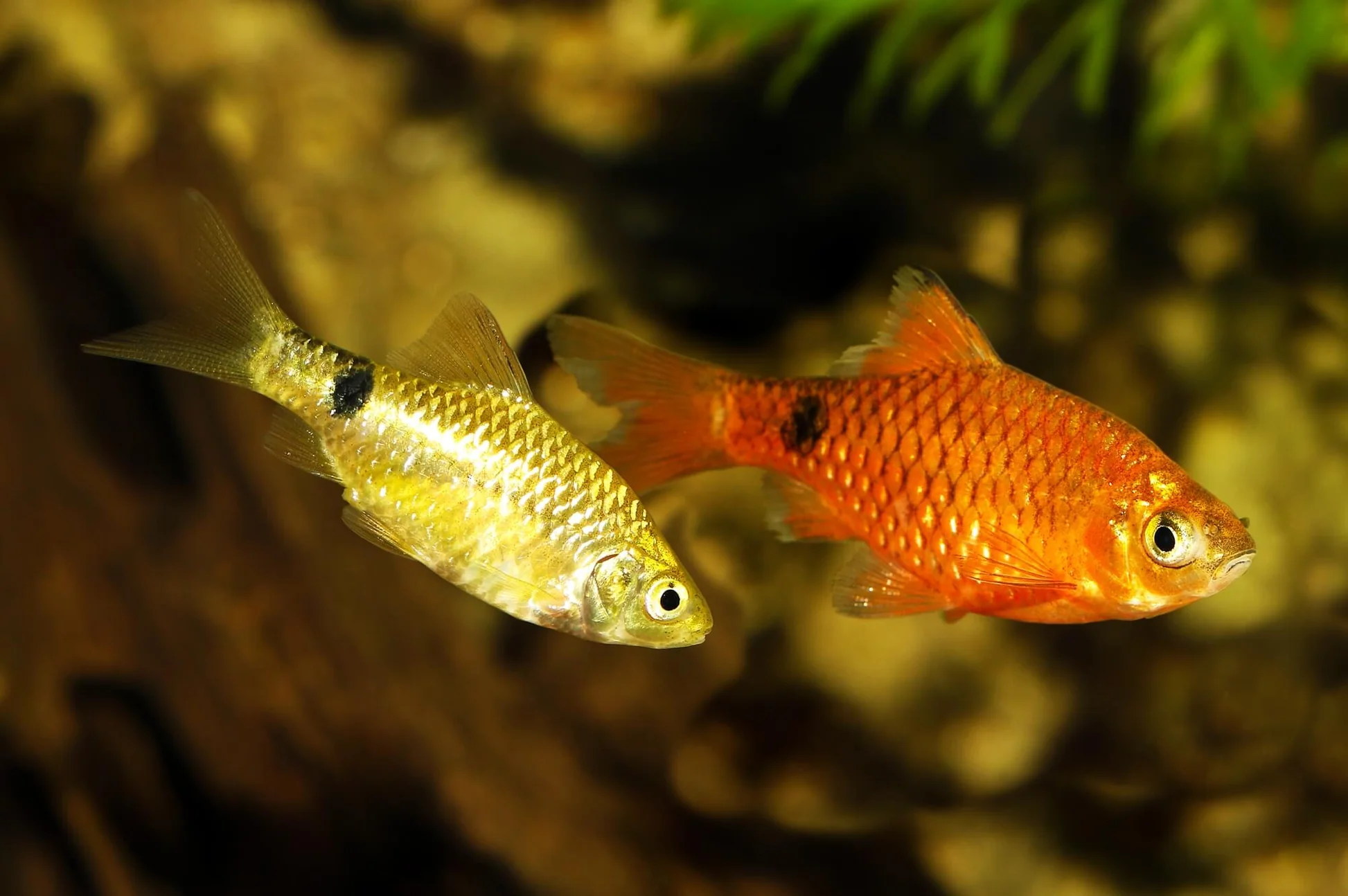 Gold Neon Rosy Barb – Tropical Exotics