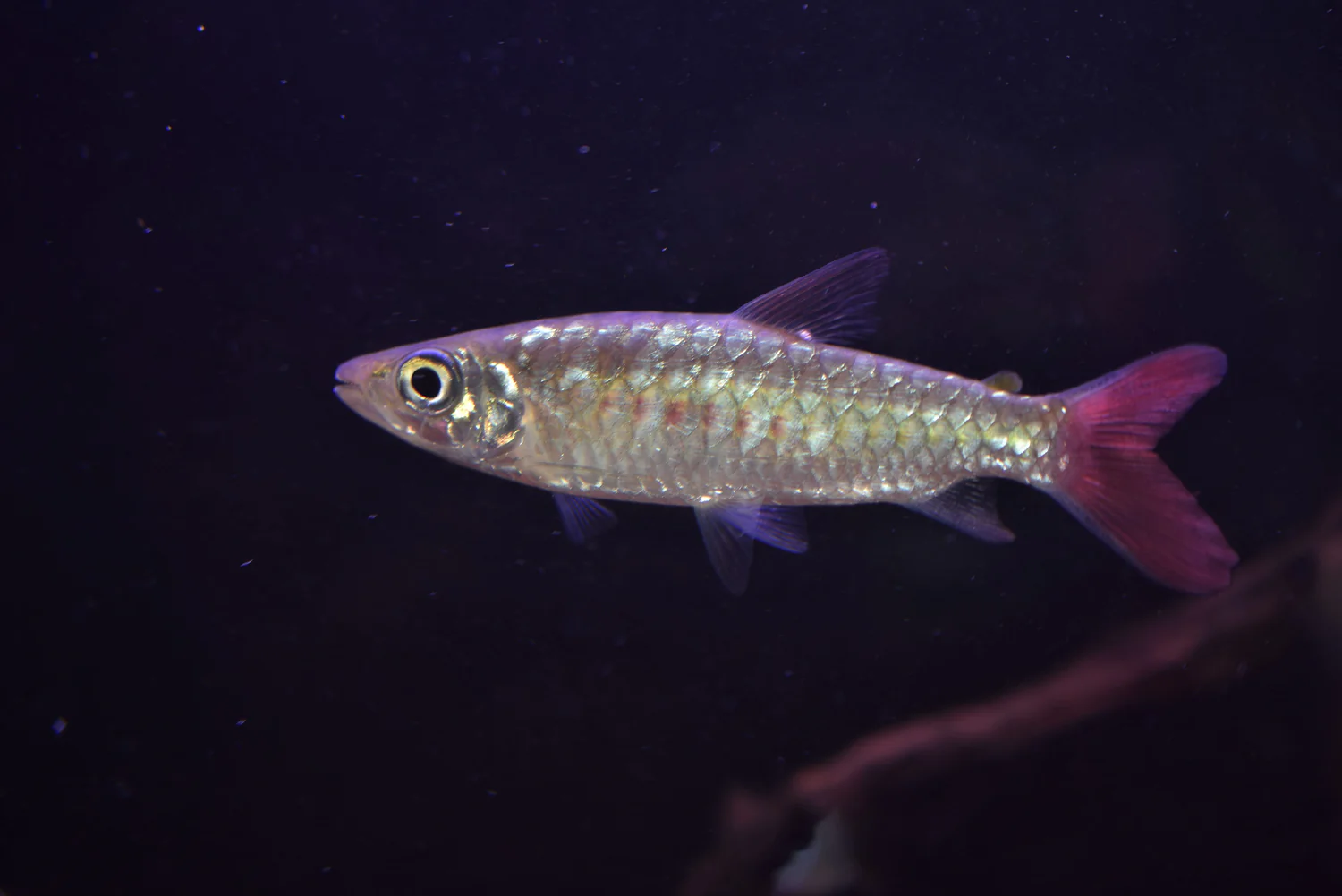 Pink Tail Chalceus – Tropical Exotics