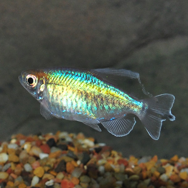 Blue Congo Tetra – Tropical Exotics
