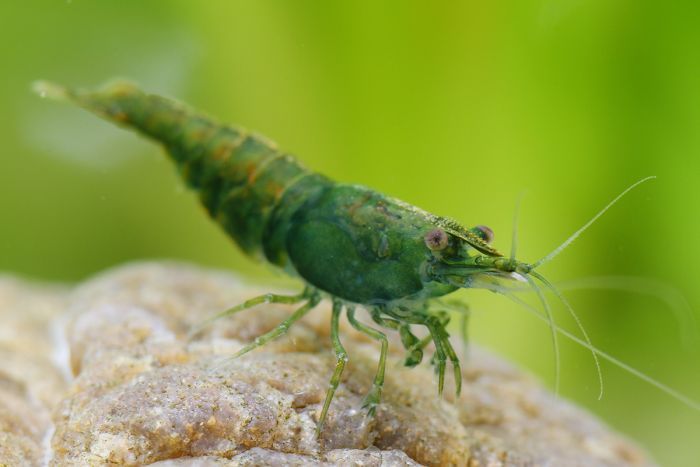 Shrimp: Green Jade – Tropical Exotics