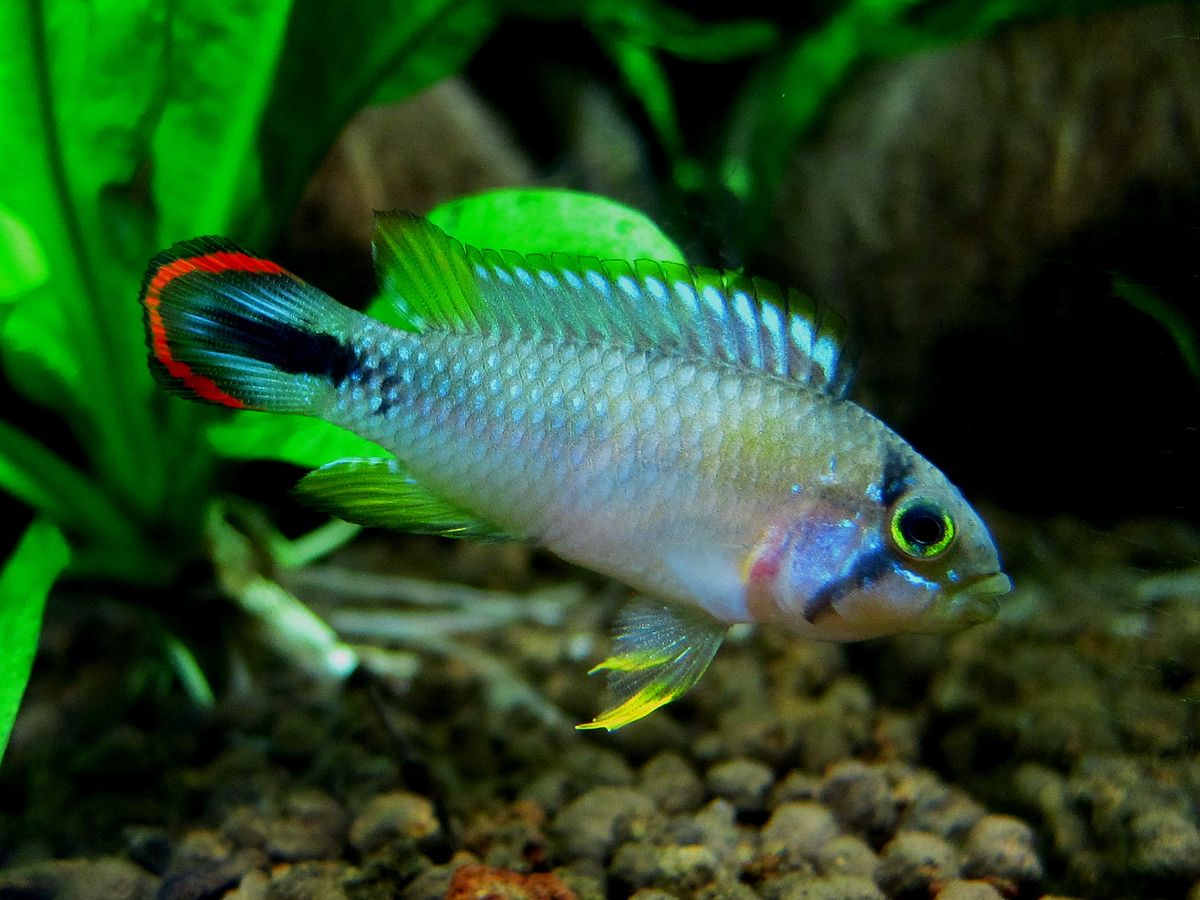Apistogramma: Blue Panda – Tropical Exotics