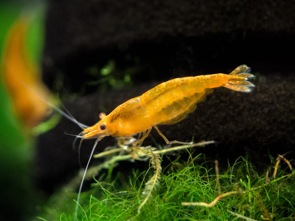 Orange Sakura Shrimp – Tropical Exotics