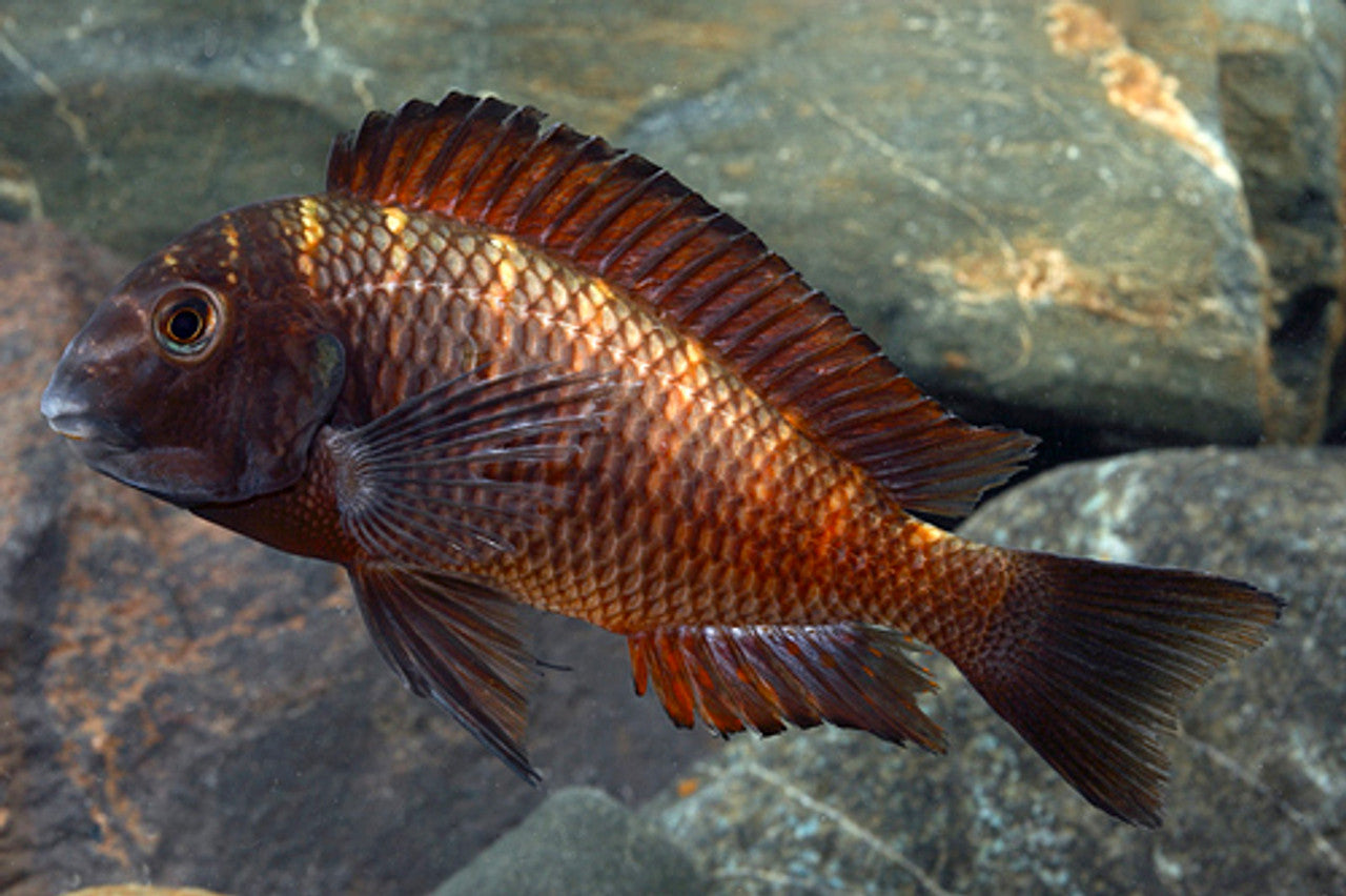 Cichlid: Moliro Firecracker – Tropical Exotics
