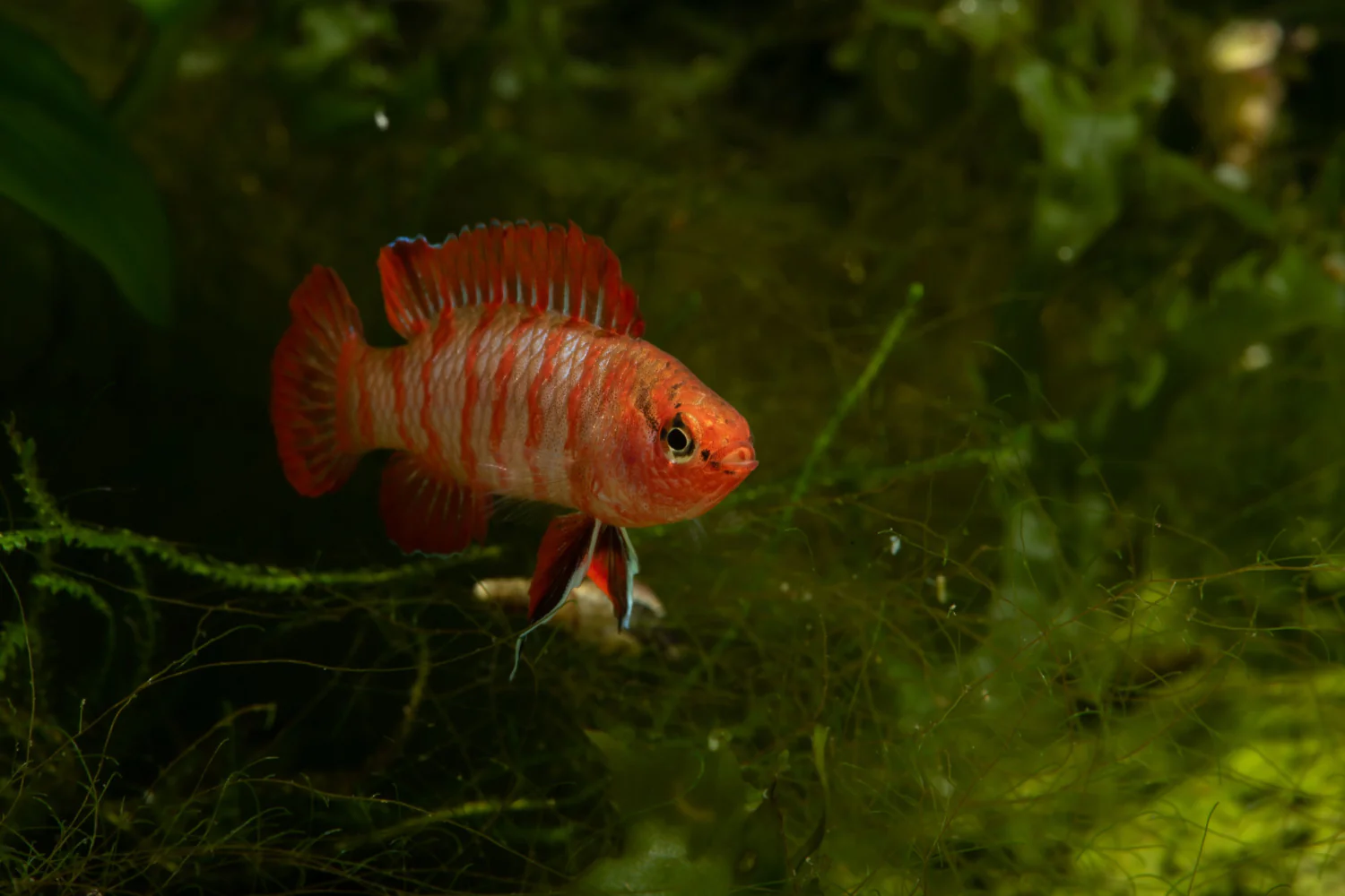 Badis: Scarlet – Tropical Exotics