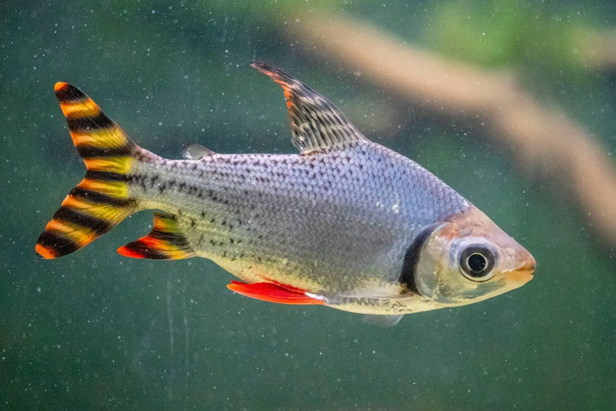 Flagtail Prochilodus – Tropical Exotics