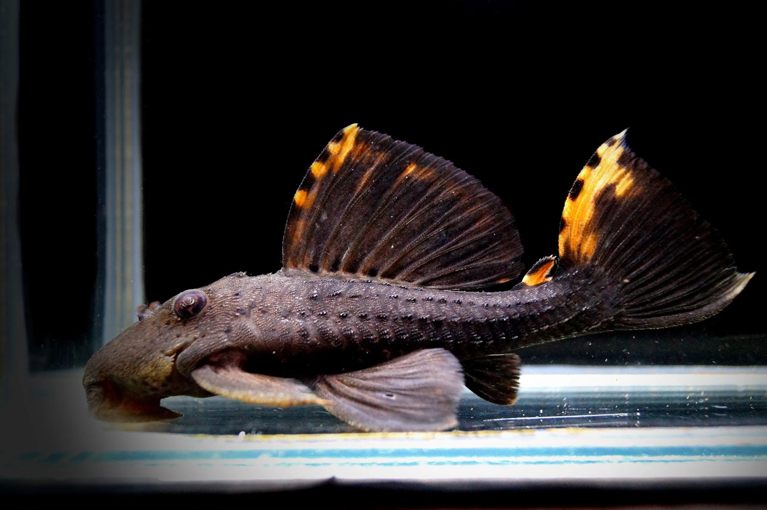 Three Beacon Pleco L91 – Tropical Exotics