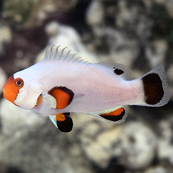 Wyoming White Clownfish – Tropical Exotics