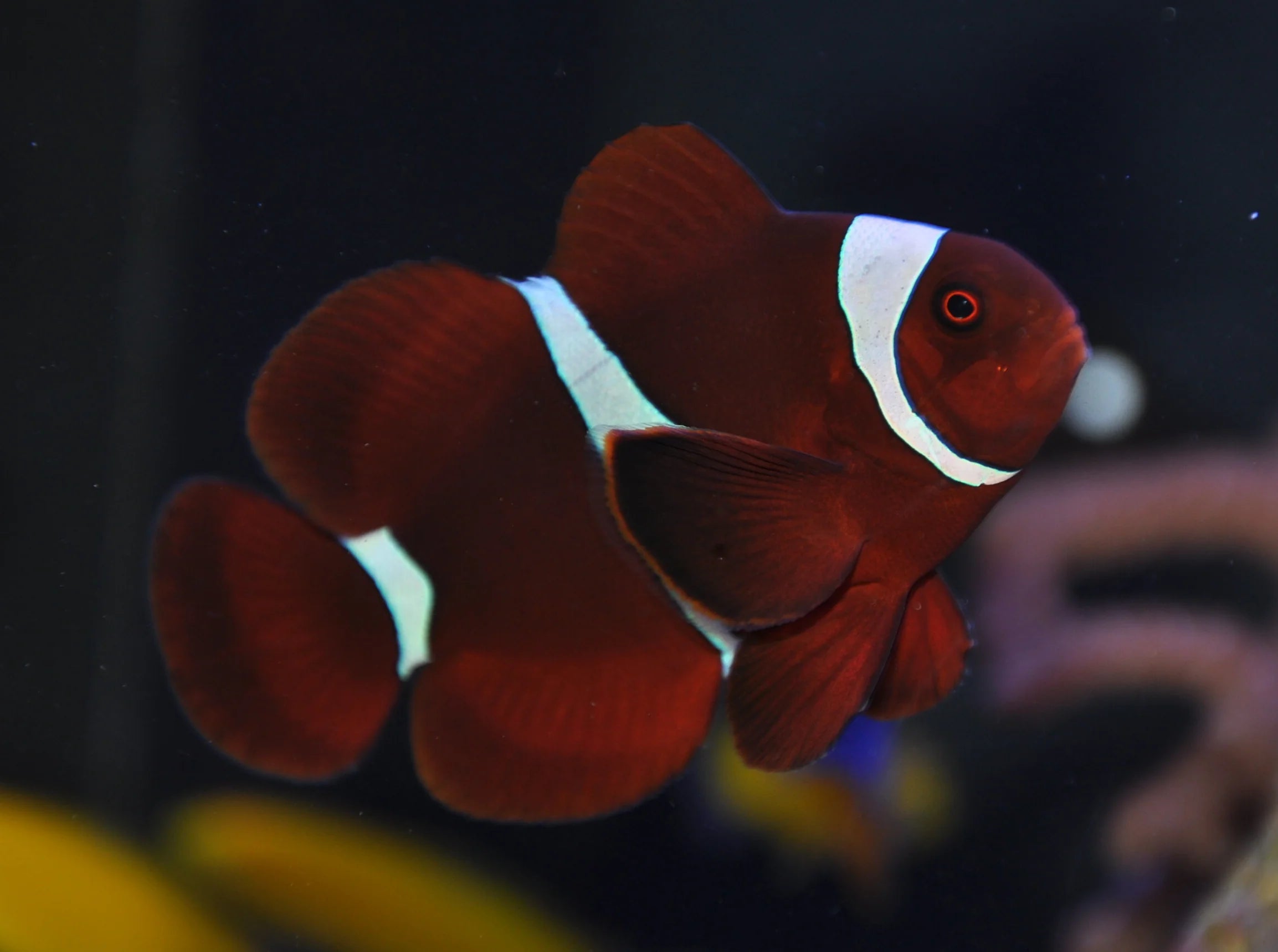 Clownfish: Maroon [Captive Bred] – Tropical Exotics