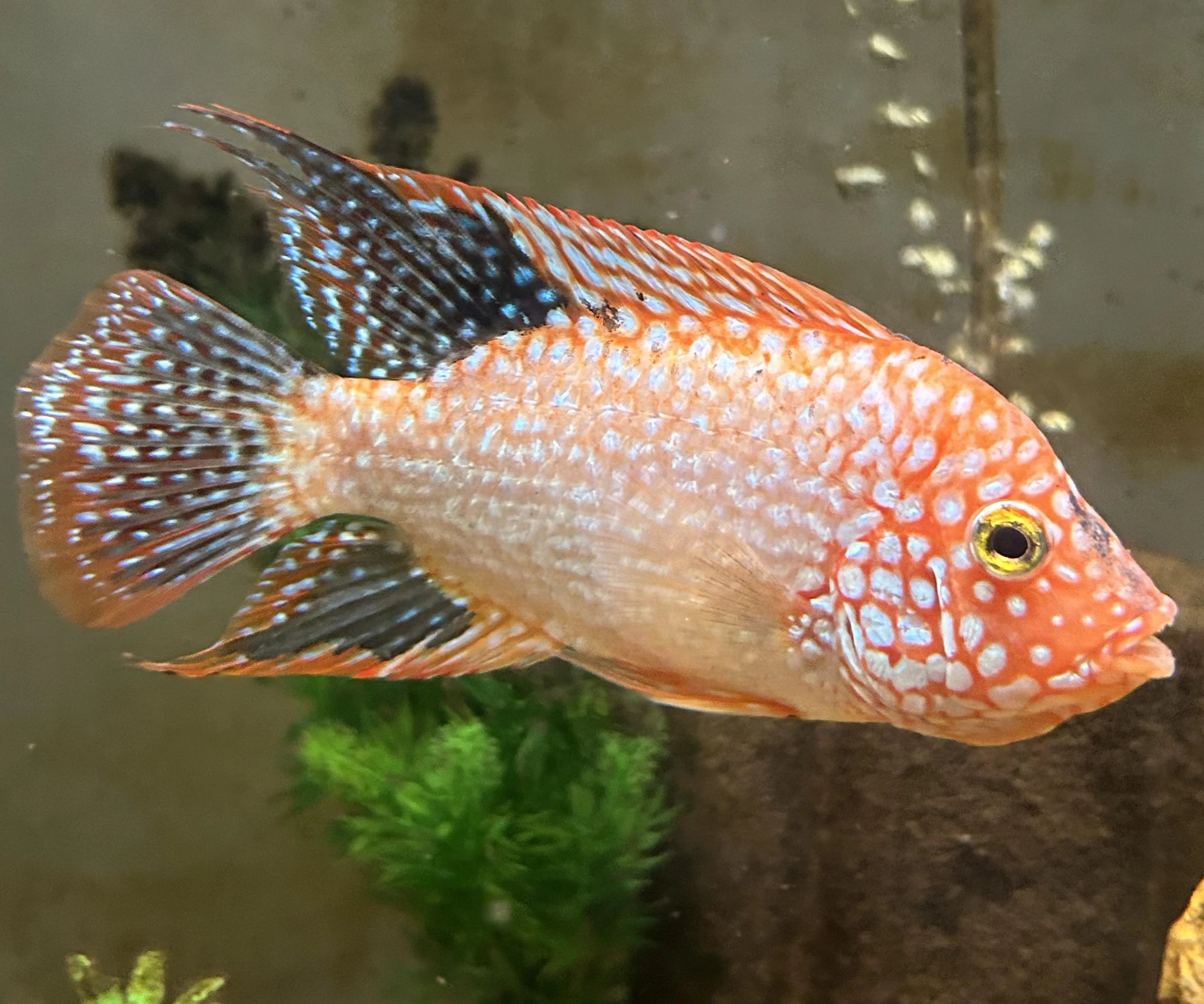 Super Red Texas Cichlid – Tropical Exotics
